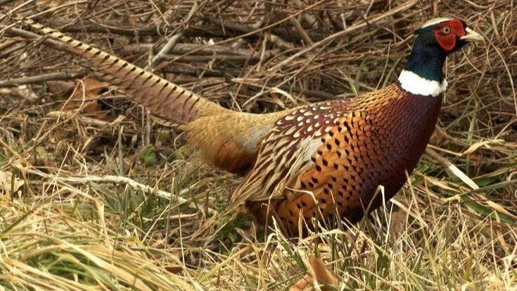 theHunter Classic - 2026-05-21 #4
