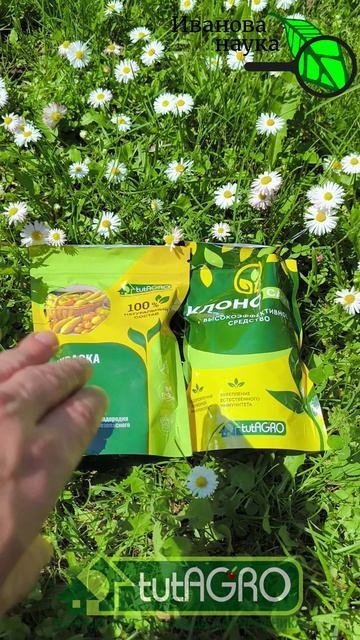 🌿Одна ложка спасает мой урожай! #огород #сад #дача #томаты #помидоры #фитофтора #урожай #белокрылка