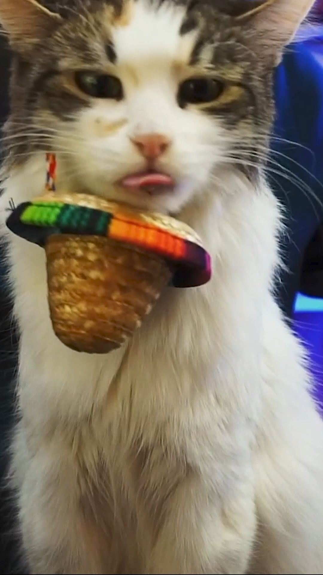 Кошка сломалась