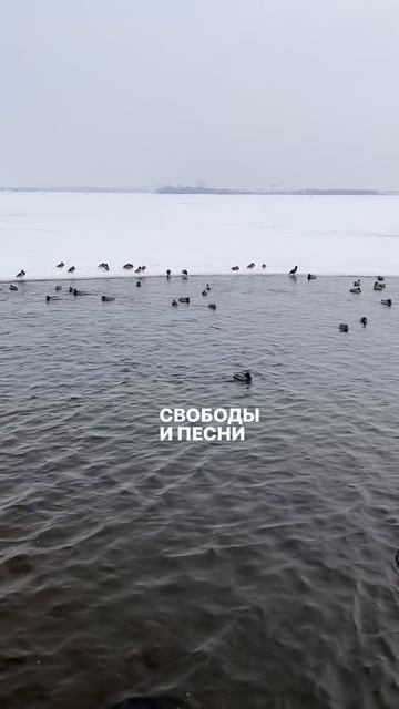 Уточки. Вода. Природа. Поэту сдаться в чувствах и...