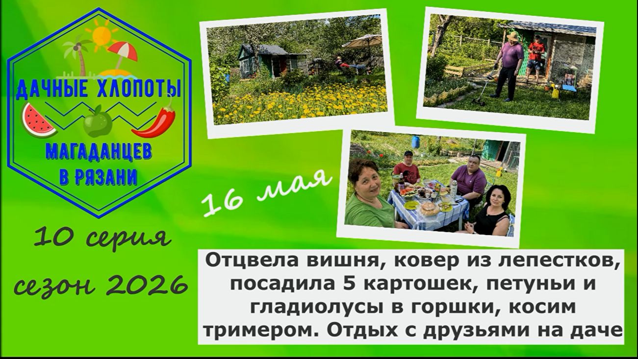 Отцвела вишня, ковер из лепестков, посадила 5 картошек,петуньи и гладиолусы в горшки,косим триммером