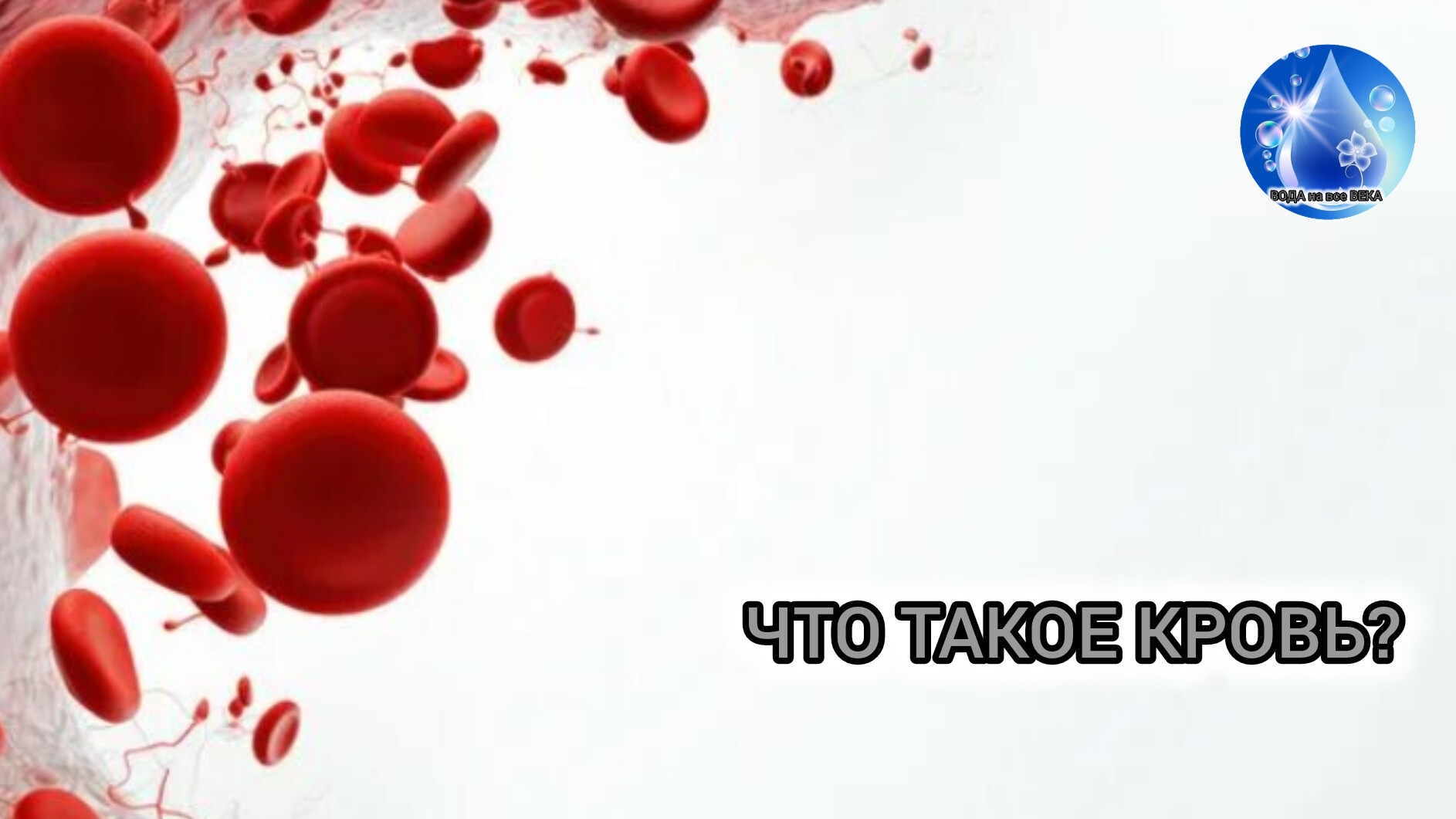 💥Что такое кровь? О.А.Бутакова