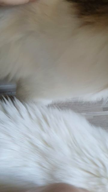 КОТИКИ