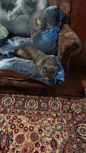 Кот Атос думает о своих важных кошачьих делах!!! #shorts #котатос #животные #коты #задумчивыйкот