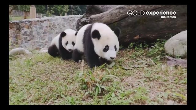 Gold_Exp_A1_U3_PandaProtection