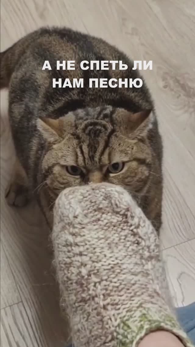 КОТ НА ПОДПЕВКАХ