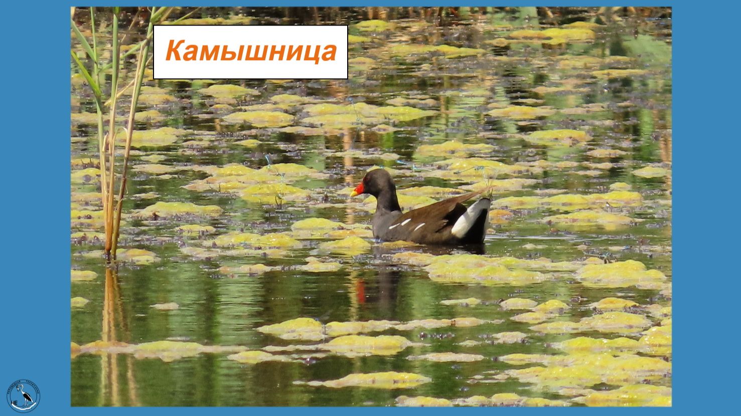 Камышница плывет и перелетает