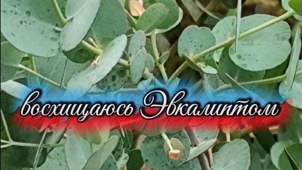 На Юге райская жизнь: Зацвела Пираканта, нюхаю Рафиолепис, восхищаюсь Эвкалиптом, гуляю по саду
