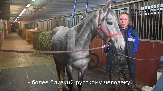 Старший наездник МКЗ №1 Анна Старшинова - об орловской породе