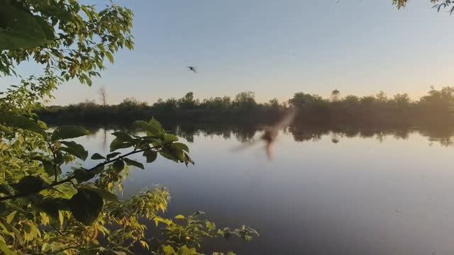 Комаров не море, а океан - целые тучи!