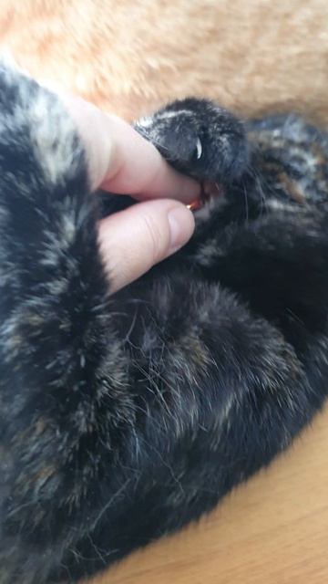 КОШЕЧКИ ИГРАЮТ