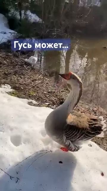 Гусь он такой/Вилли - Кусака/Приключения гуся Вилли