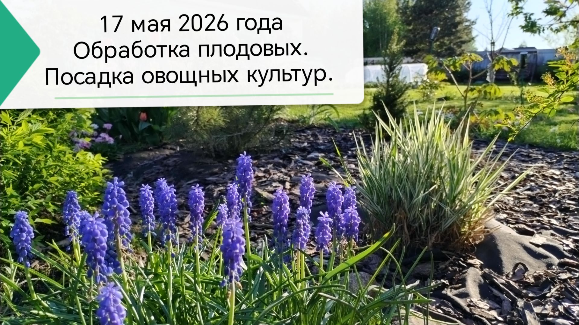 17 мая 2026 года опрыскиваю плодовые баковой смесью, сею овощные культуры, собираю первый урожай