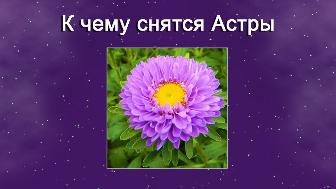 К чему снятся Астры - толкование сна