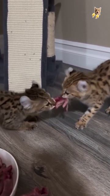 Бой за кусок мяса.😻Веселые котики. Коты хулиганы! Невероятные трюки! #кот #хулиг #трюк #смех #short