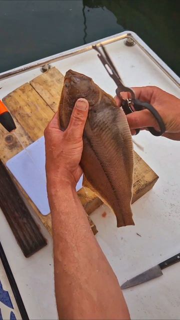 Морская рыбалка во Владивостоке Камбала