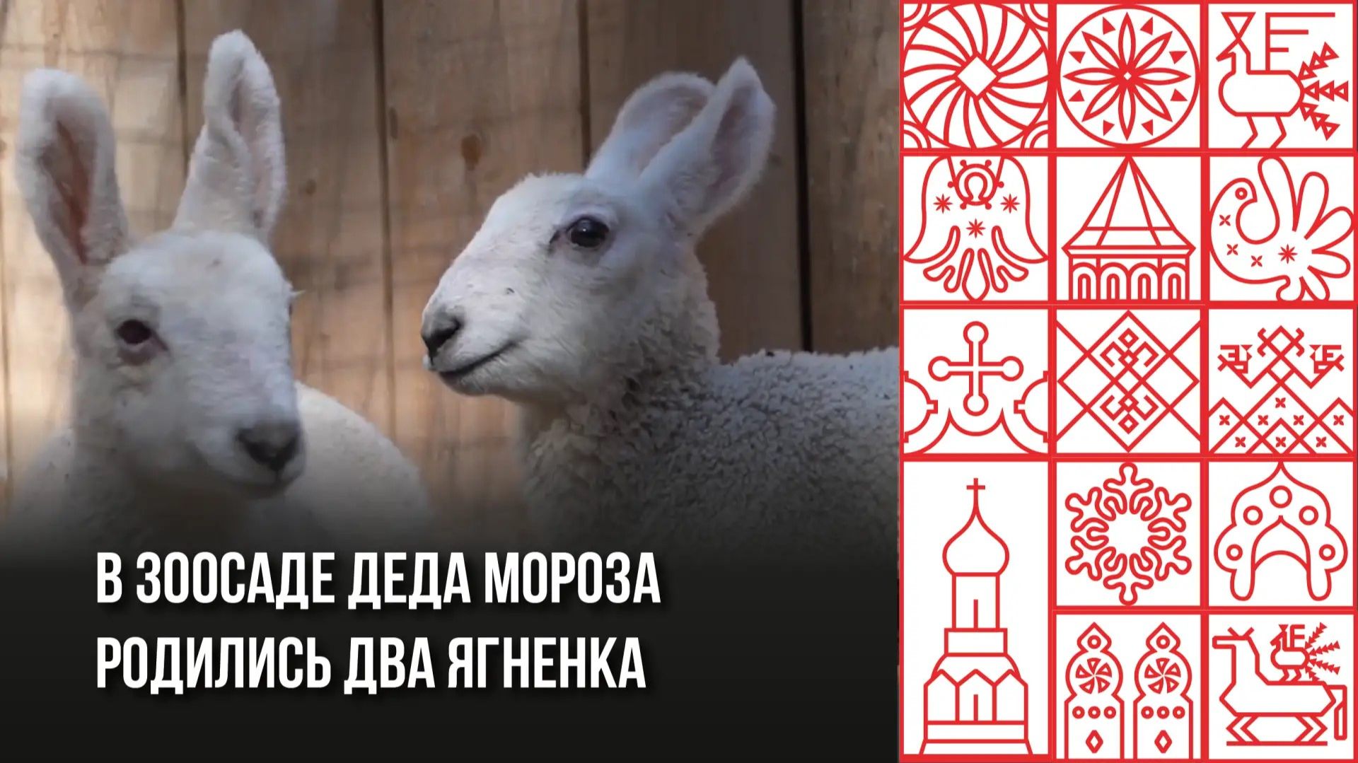 В Зоосаде Деда Мороза родились два ягнёнка породы бордер-лейстер