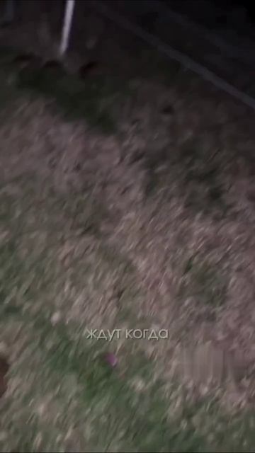 😂Лягушачья шашлычка  Очень умные лягушки ждут поджаренный ужин🐸  🐻Другой  Мир 👈 Подписаться👇