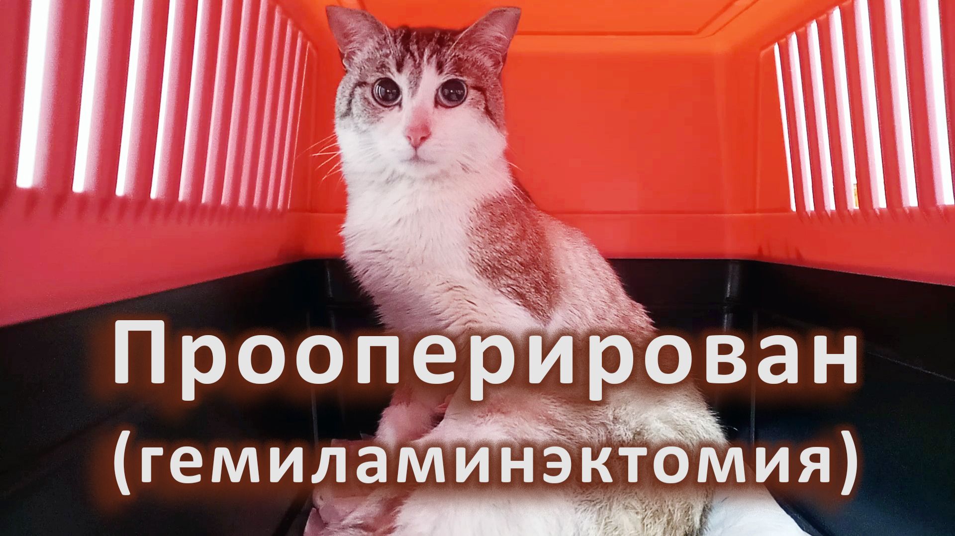 Операция прошла хорошо