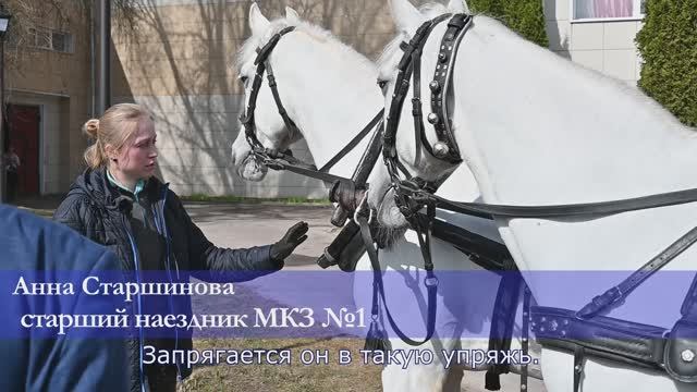 Старший наездник МКЗ №1 Анна Старшинова рассказывает об особенностях русской тройки
