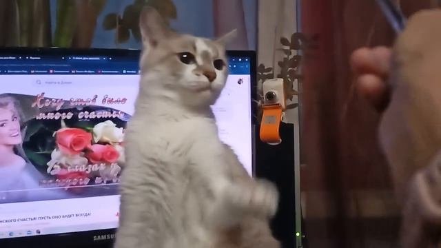 СОНЯ РАСПОЛОЖИЛАСЬ НА МОЁМ РАБОЧЕМ СТОЛЕ,ЕЩЁ И КОМП ОТКЛЮЧАЕТ...