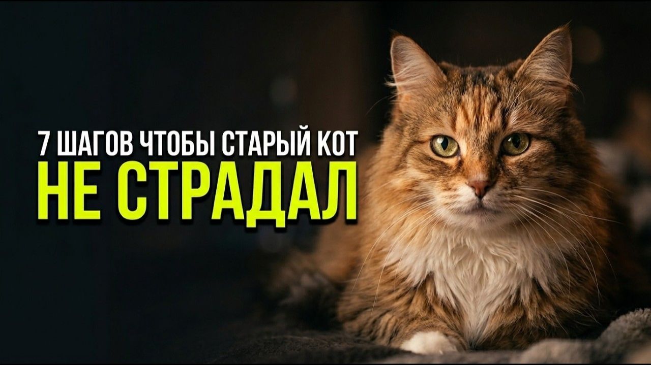 Как правильно ухаживать за пожилой кошкой счастливые годы, а НЕ БОЛЬ
