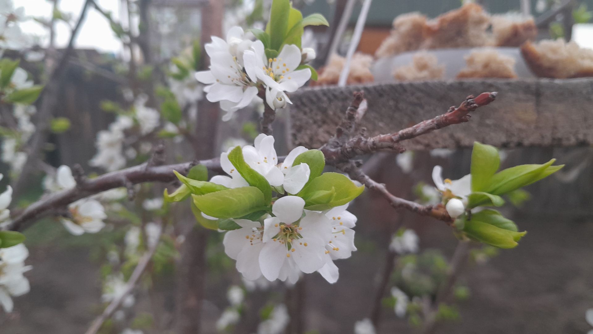 Не могу уйти по Английски...#Сад🌿🌸 расцветает- Божественно❤️красиво/#Покупки как всегда