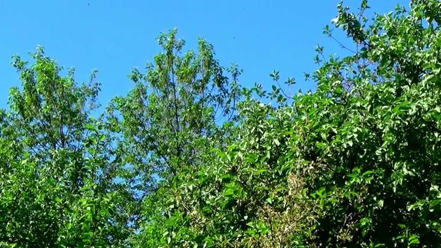 Соловьиное пение в саду. Съемка 22.05.2026