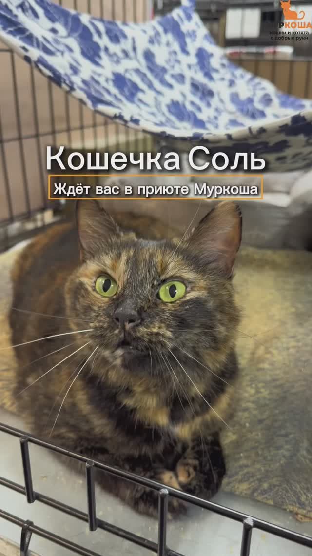Соль ждёт вас в приюте #Муркоша