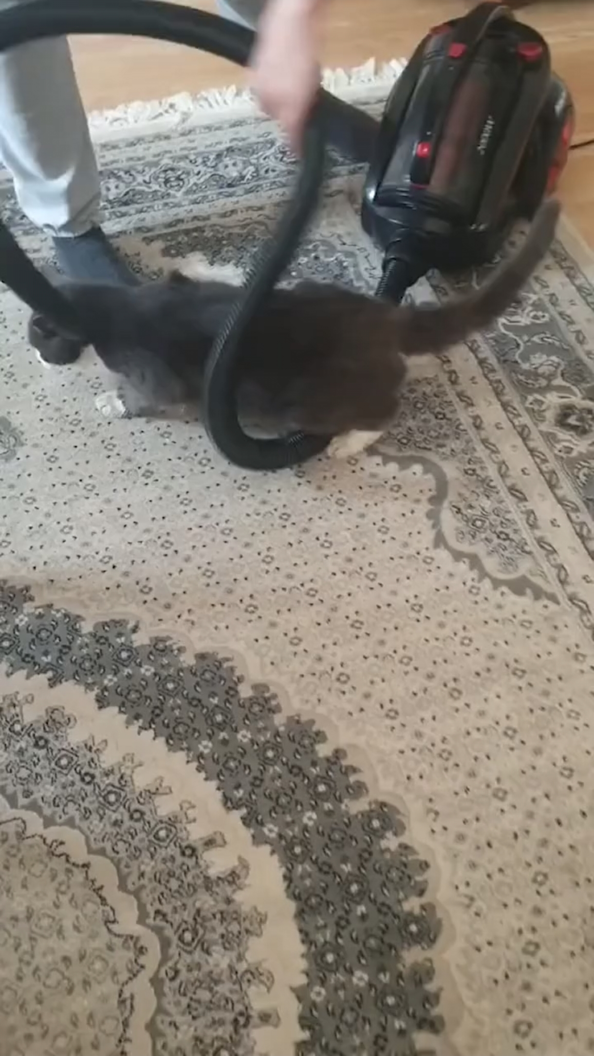 Просто чистюля! 😼 кот не боится пылесоса