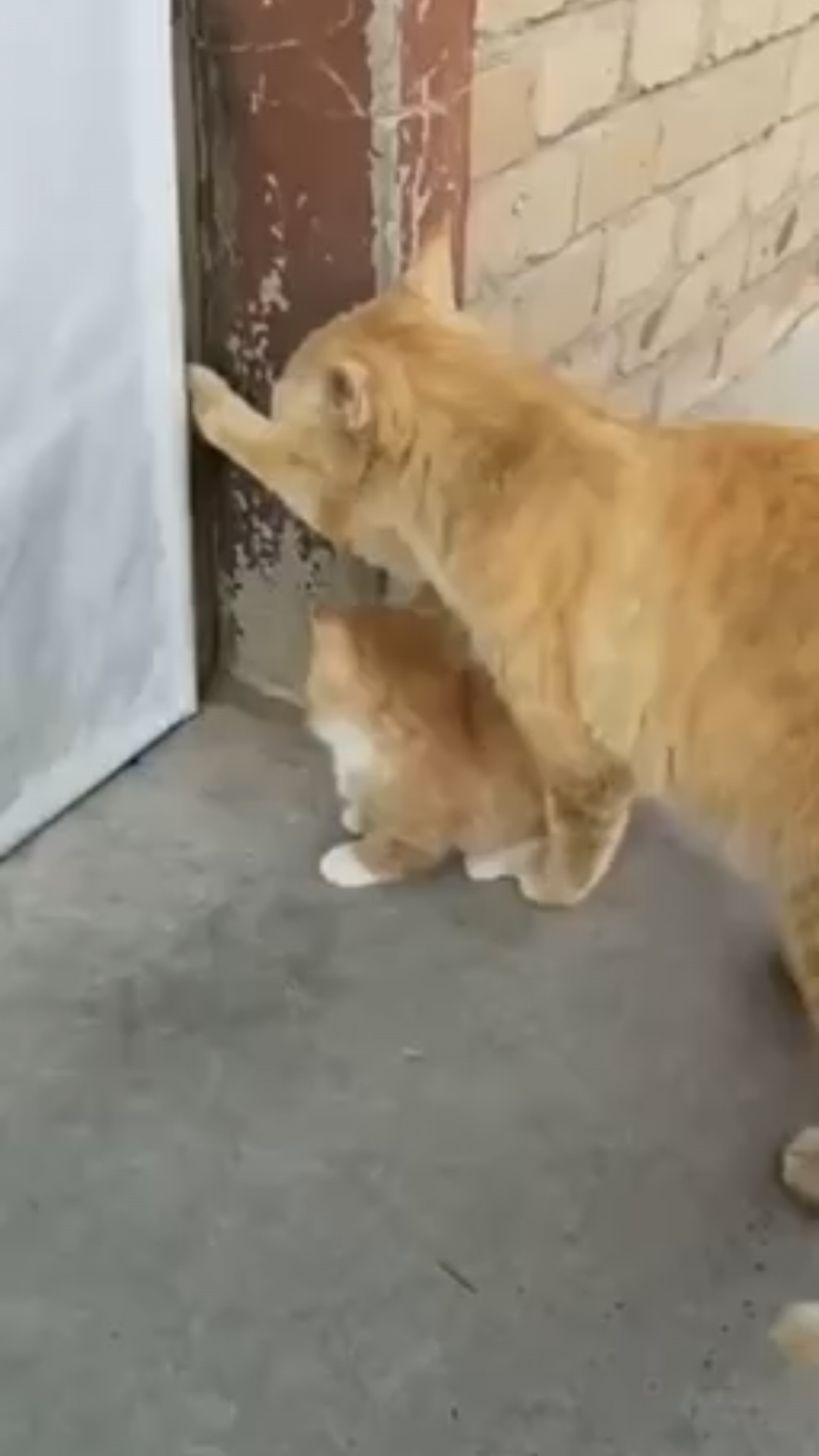 Истинно любящая мама! 😻
