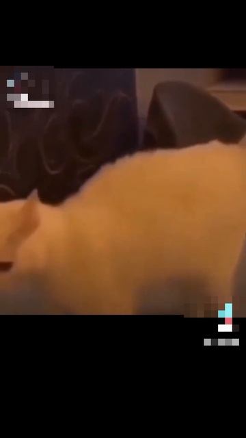 .«Мой дом был бы чище без моей кошки, но мое сердце было бы грустным и пустым!» ~ Марта Кертис