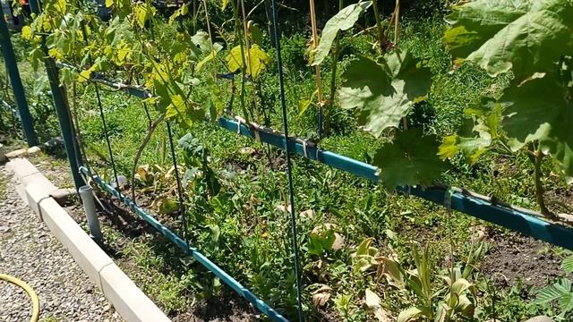 🍇 Первая профобработка винограда: препараты – огонь, дозировка – пожар 🔥