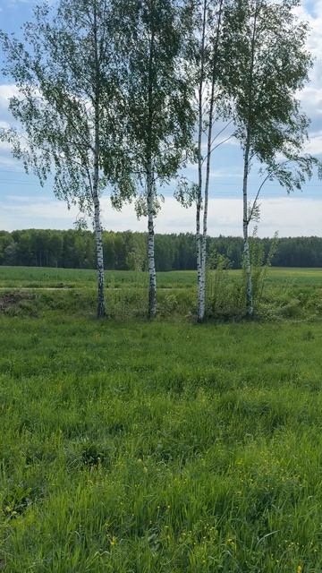 Продается участок 15 соток (газ и свет) в д. Данилково, рядом д. Перематкино, Александровский район,