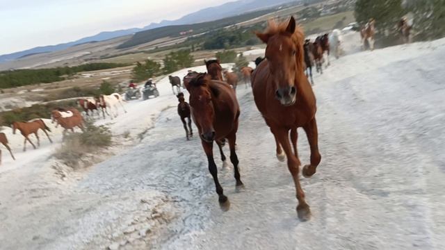 Перегон лошадей возле Белой скалы (Крым)
