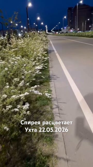 #Ухта …спирея расцветает…Республика Коми…22.05.2026