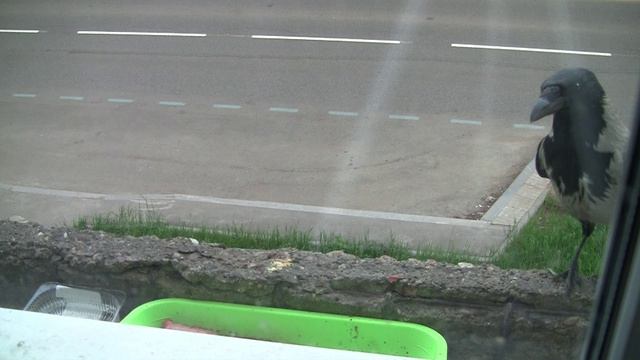 №2160 Динозавры 22 мая 2026 г., 14:30:15 Ворона 2026 05 21