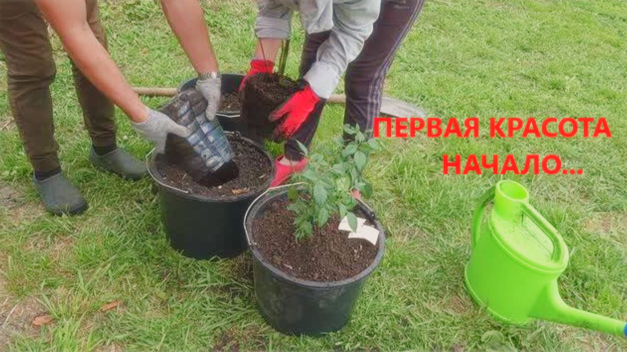 УЧАСТОК В ДЕРЕВНЕ. ЦВЕТЫ, ТОМАТЫ, ПЕРЦЫ ТЕПЕРЬ ВСЕ НА СВОИХ МЕСТАХ.
