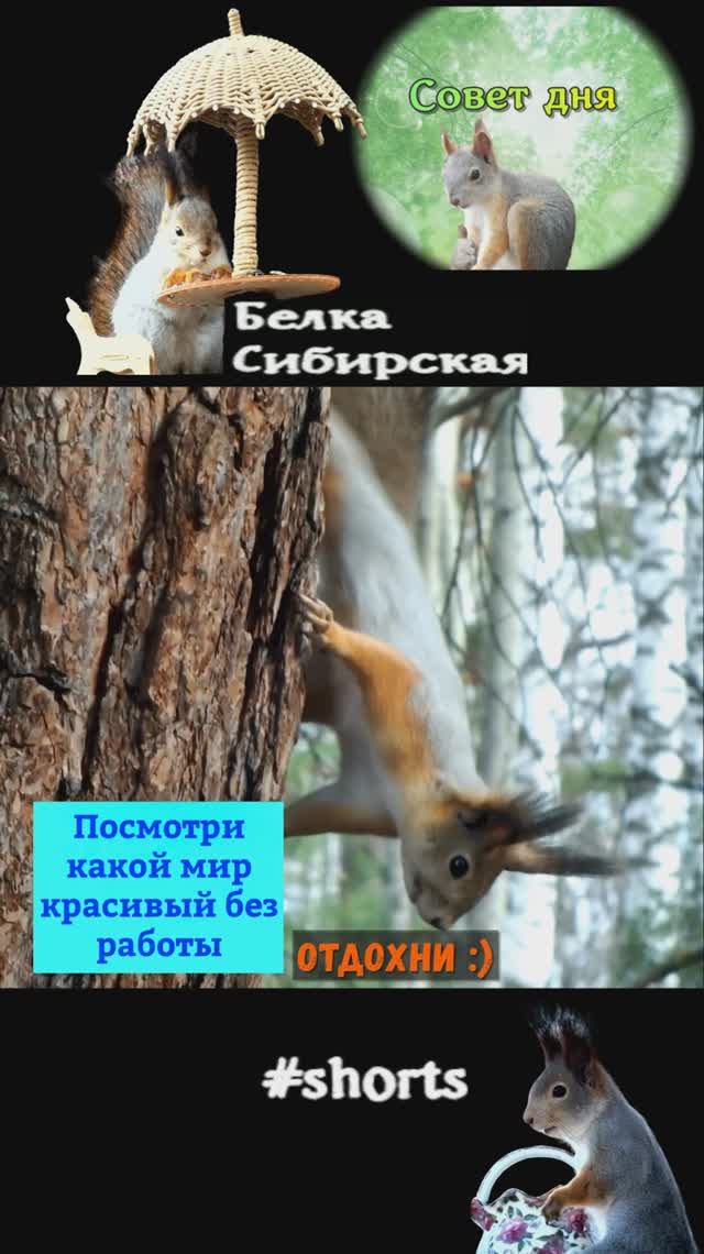Белка смотрит с дерева