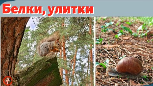 Белки, улитки