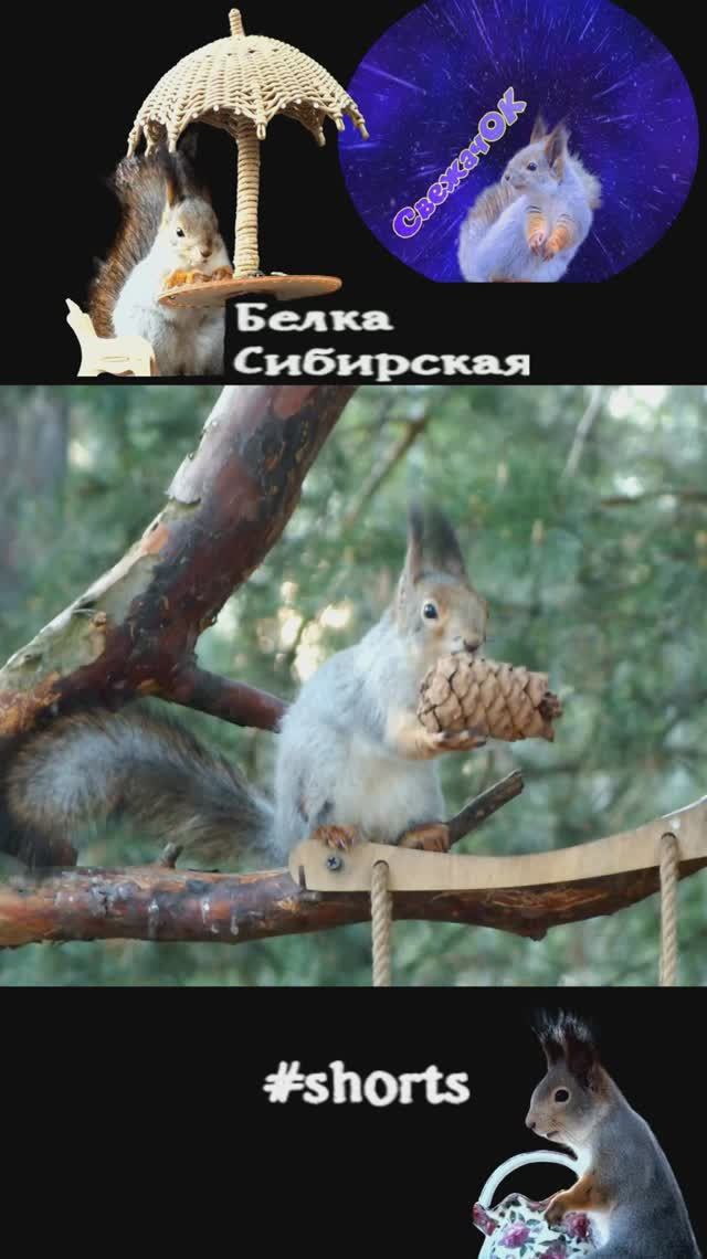 Белка нашла шишку на бабочке-кормушке