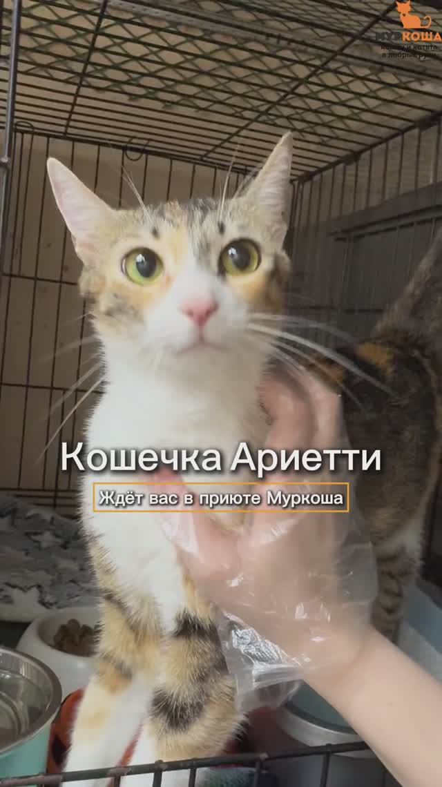 Ариетти ждёт вас в приюте #Муркоша