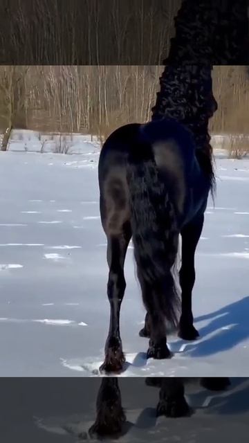 🐎Нереальный красавец!  Фредерик Великий