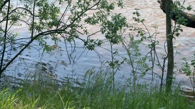 Звуки природы: прогулка по лесу – успокаивающие лесные шумы для релакса | Домохозяйка