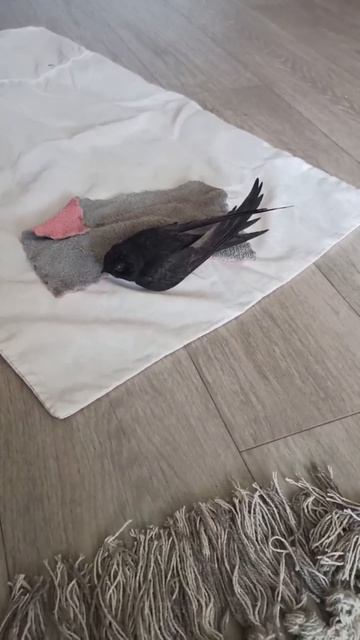 ЧМТ у стрижа. Считает вагоны