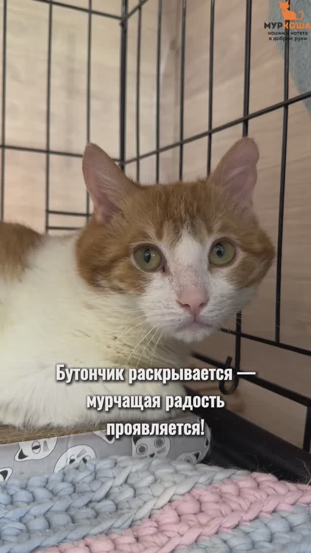 Бутончик ждёт вас в приюте #Муркоша