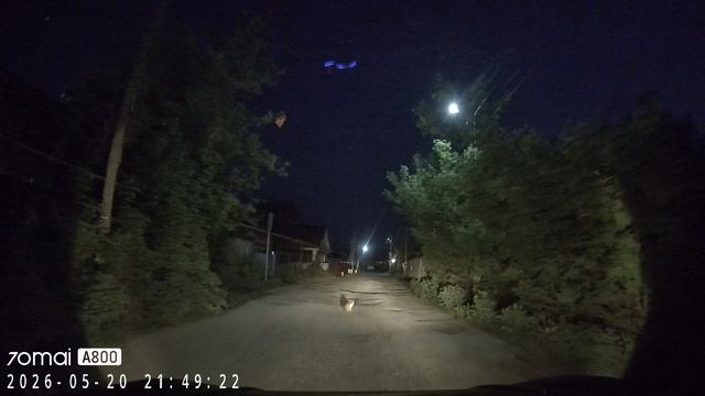 Котик в Рекшино
