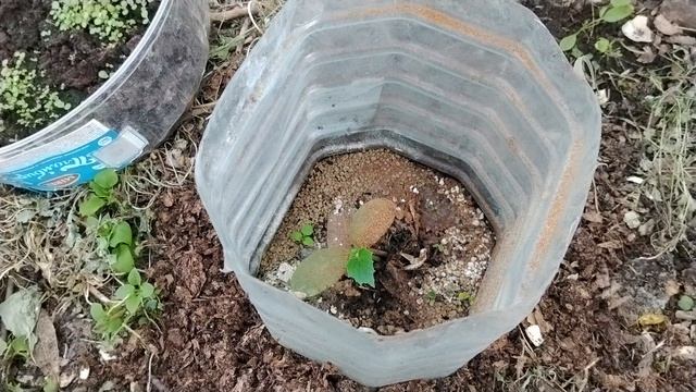 Полив растений
