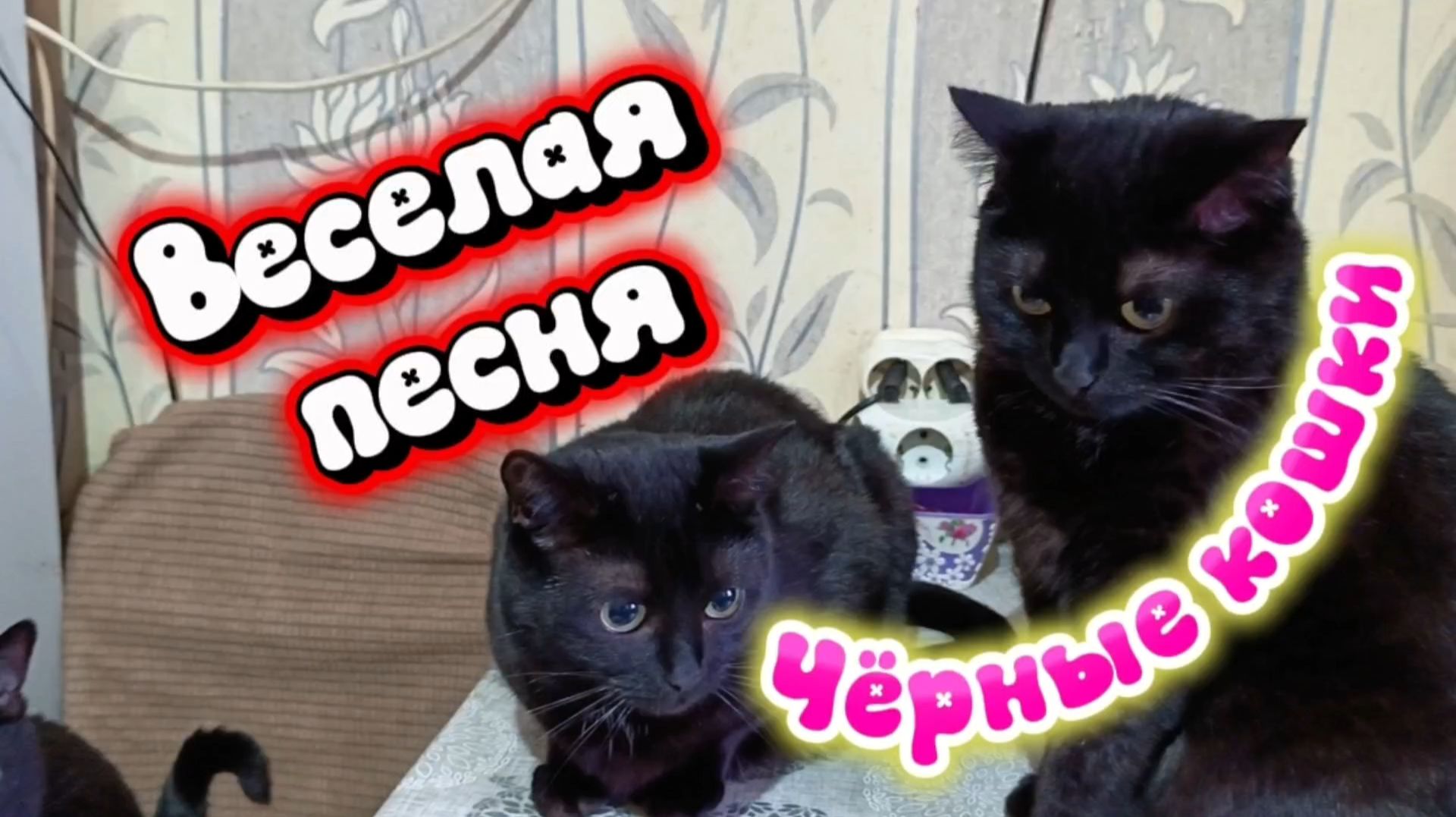 ЧЁРНЫЕ КОШКИ песня.