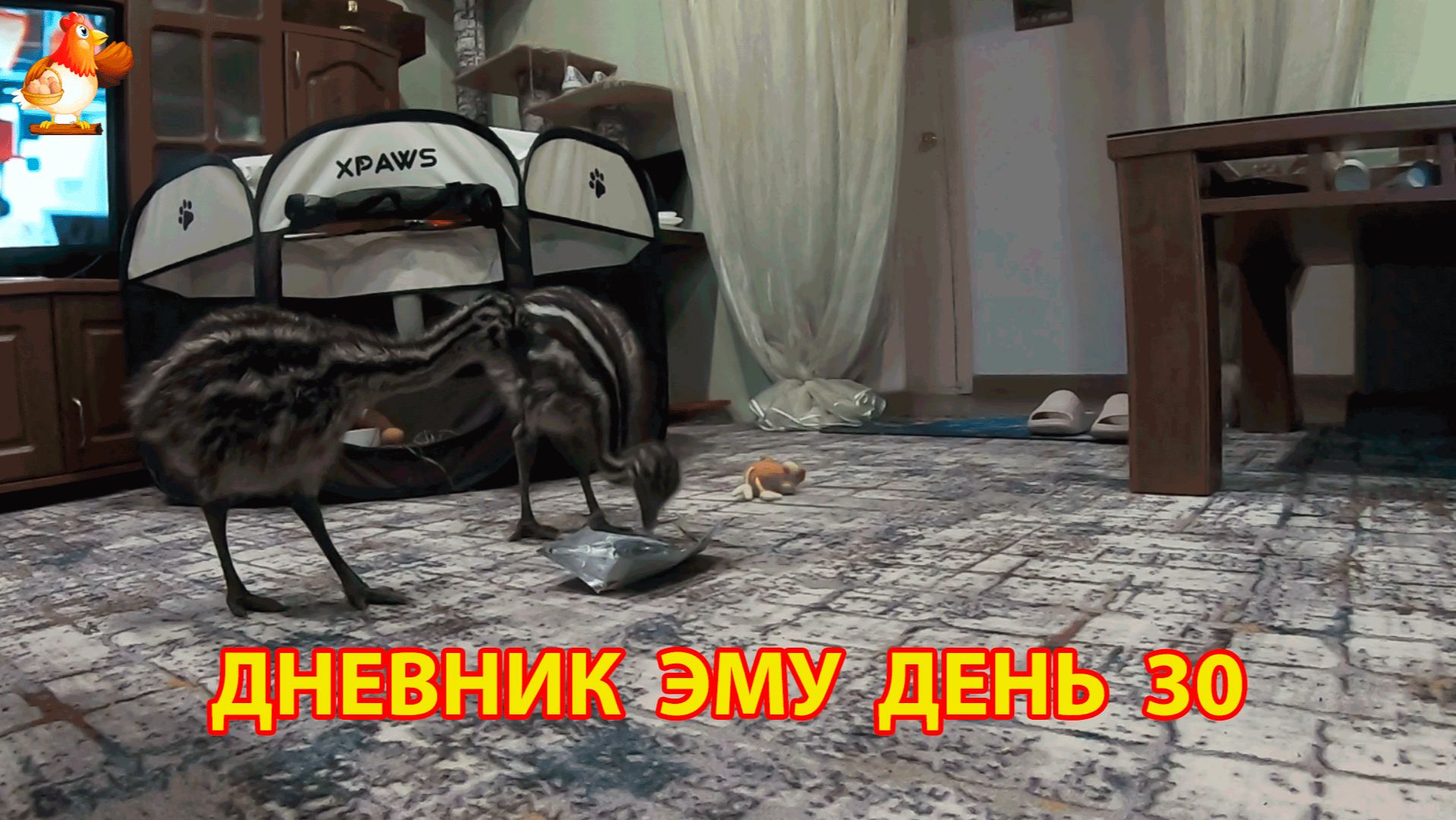 Дневник страусят Эму день 30